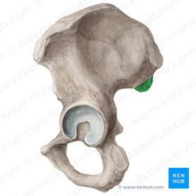 Hip bone - ilium, ischium and pubis | Kenhub