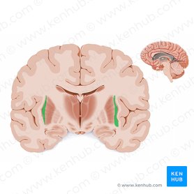Claustrum: Anatomical structure and function | Kenhub