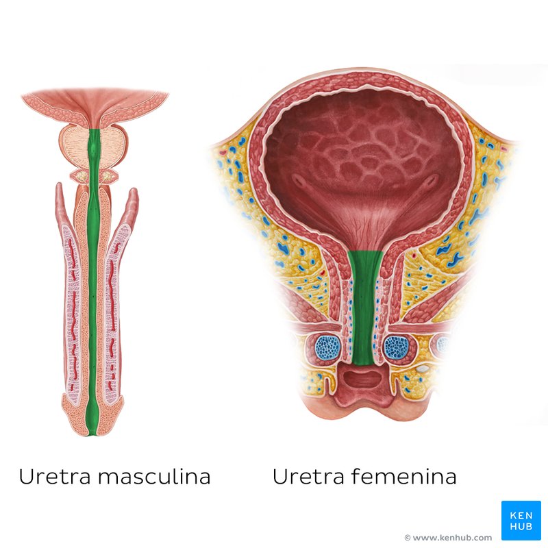 Uretra masculina y femenina: Anatomía, histología,función | Kenhub