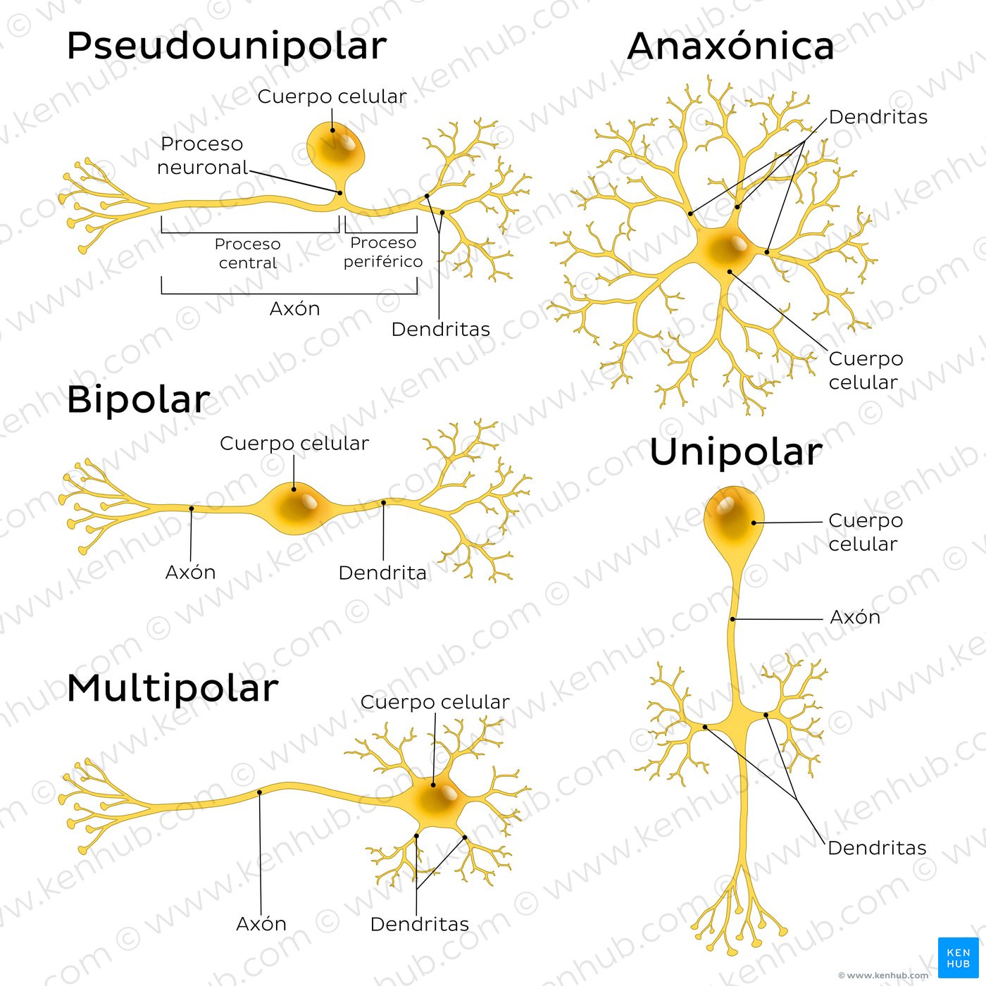 Tipos de neuronas | Kenhub