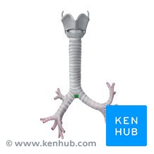 Carina of trachea: Location and function | Kenhub