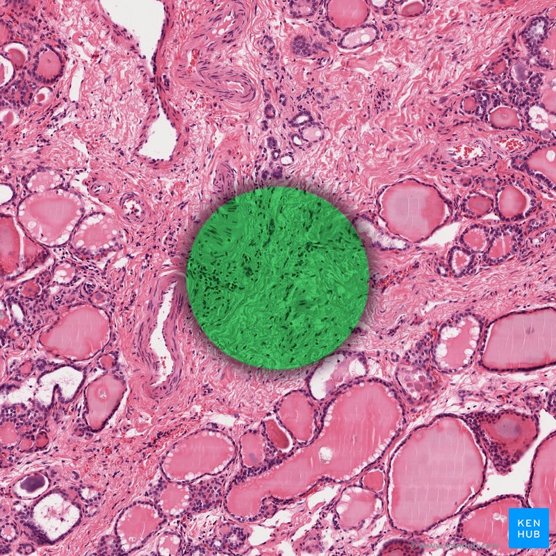 Retikuläres Bindegewebe: Aufbau, Vorkommen, Funktion | Kenhub