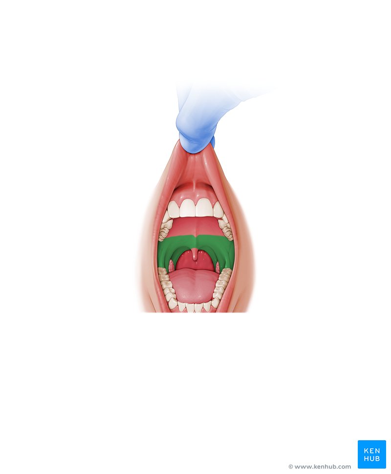 Palato: Anatomia e constituintes | Kenhub