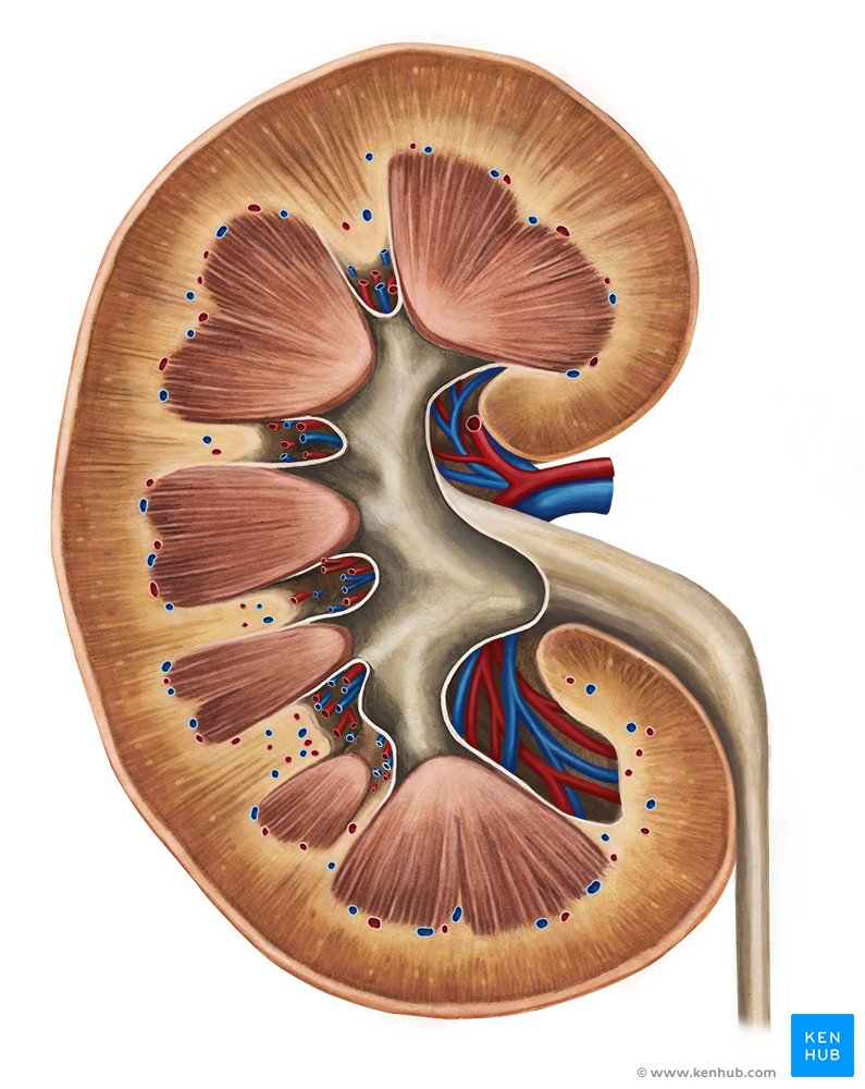 Coronal Section of the kidney: Anatomy and function | Kenhub