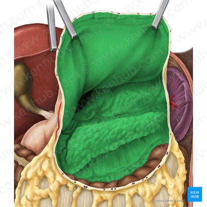 Bolsa omental: Anatomia, conteúdos e aspectos clínicos | Kenhub