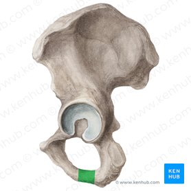Ischium: Anatomy, structure and main parts | Kenhub