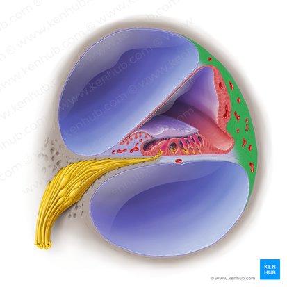 Inner ear: Anatomy | Kenhub