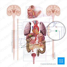 Anal canal: Anatomy, histology and function | Kenhub