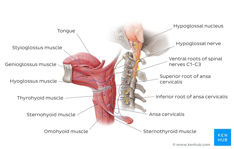 Cranial nerve 12: hypoglossal nerve: Anatomy and function | Kenhub