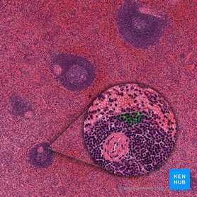 Lymphocytes: Histology and function | Kenhub