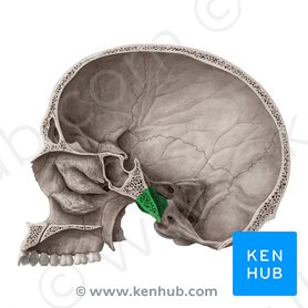 Occipital bone: Anatomy, borders and development | Kenhub