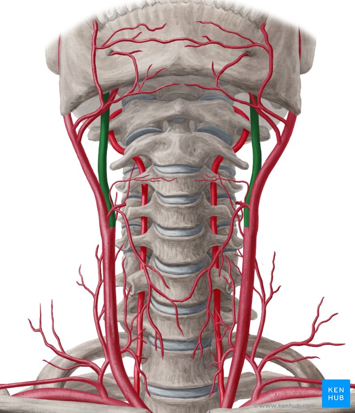 Arteria carótida interna: Anatomía, segmentos y ramas | Kenhub