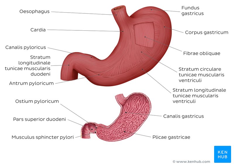 Magen (Gaster): Anatomie, Funktion und Histologie | Kenhub