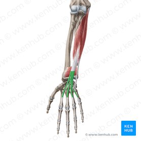 Palmar interossei: Origin, insertion, action, innervation | Kenhub