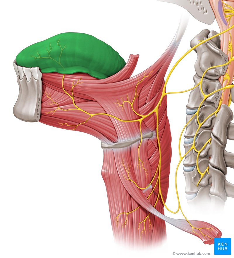 Anatomia, histologia, inervação e vascularização | Kenhub