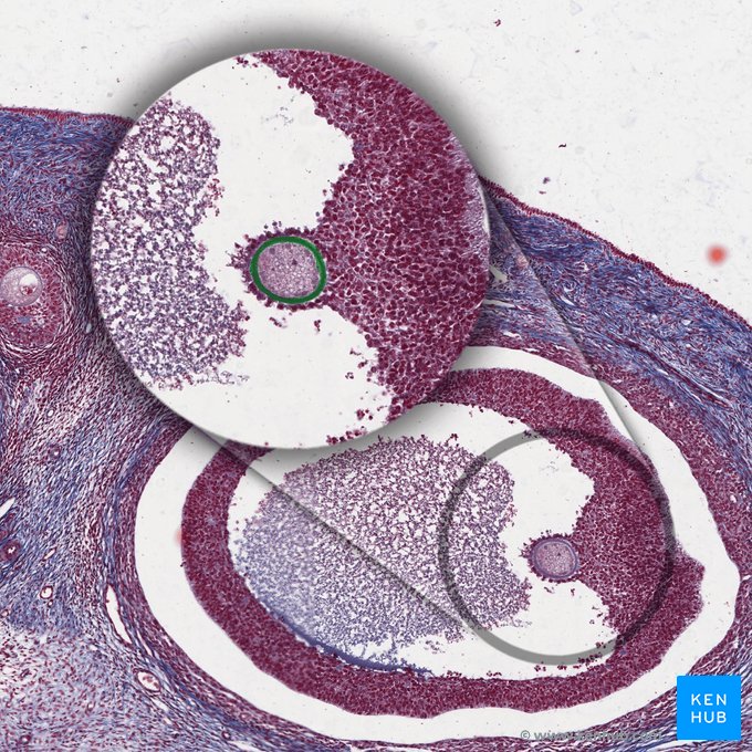 Zona pellucida: Anatomy and function | Kenhub