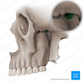 Palatine bone: Plates, borders, processes, articulations | Kenhub
