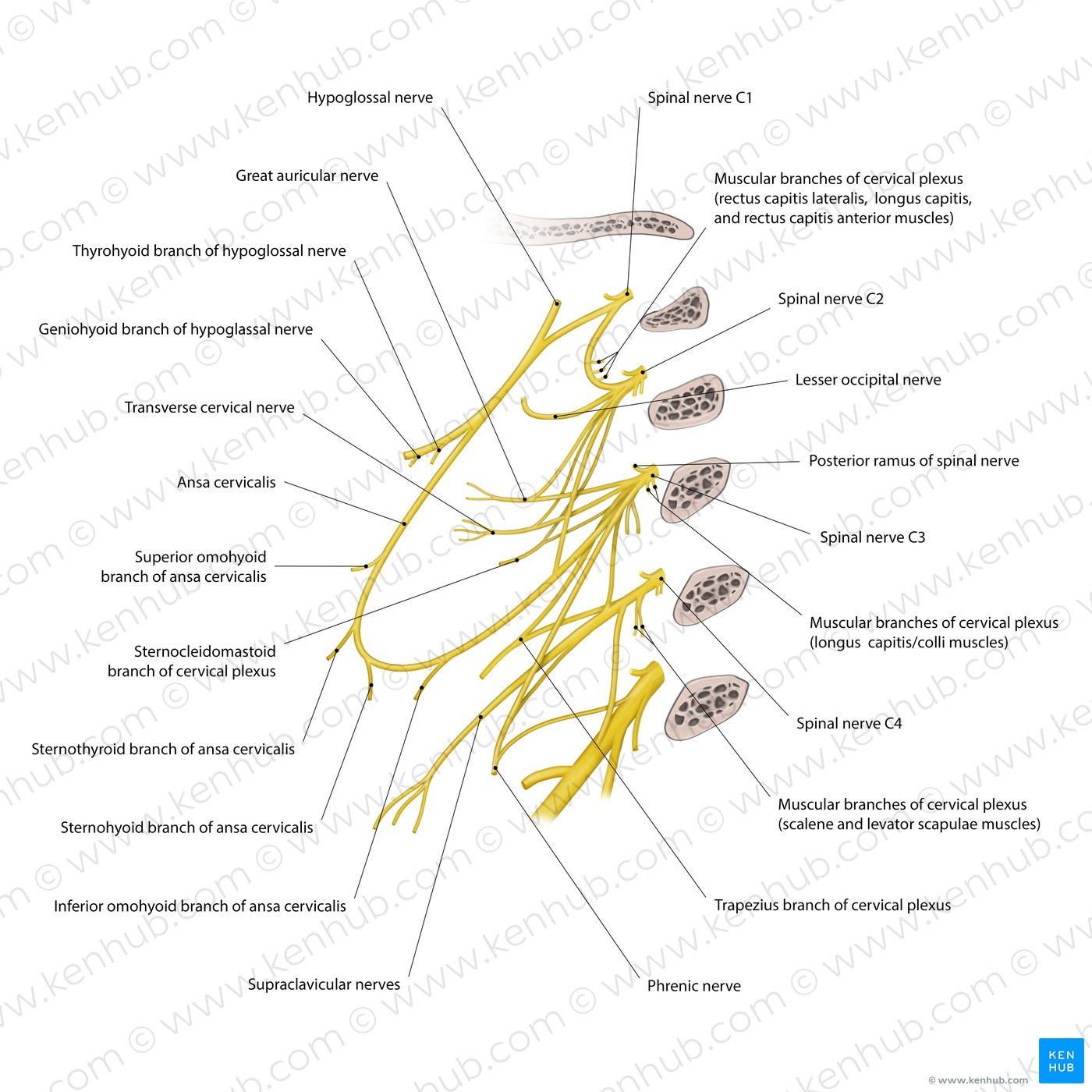 Cervical plexus: Anatomy, branches, course, innervation | Kenhub
