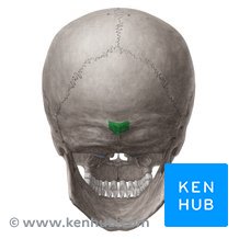 External occipital protuberance: Anatomy and function | Kenhub
