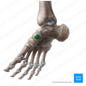 Ankle joint: Anatomy, bones, ligaments and movements | Kenhub