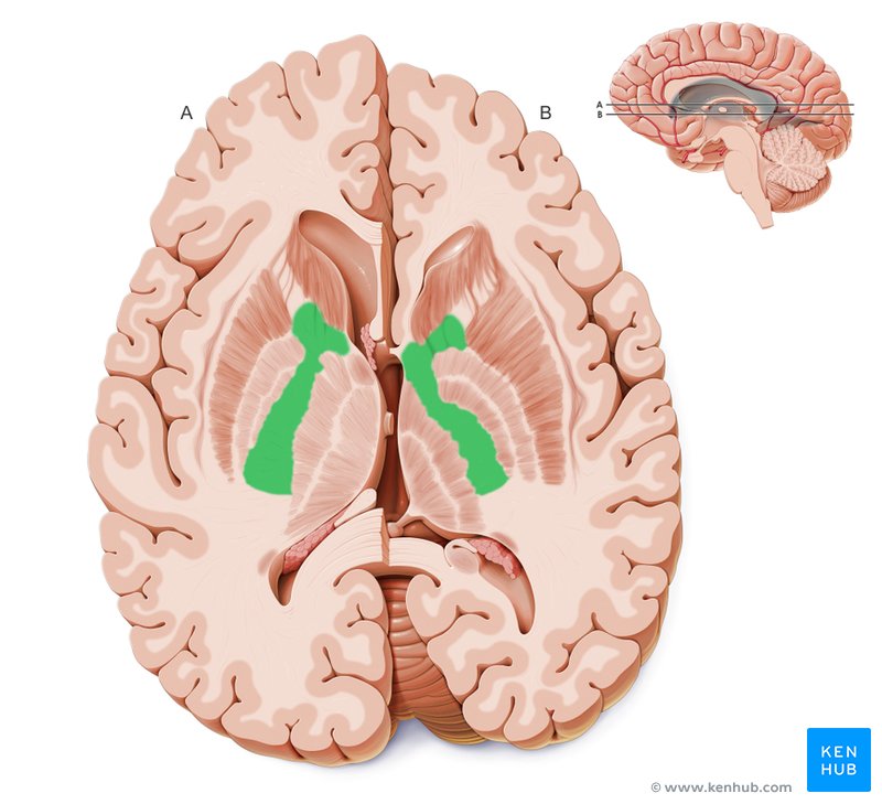 Horizontal Sections Of The Brain Anatomy Kenhub