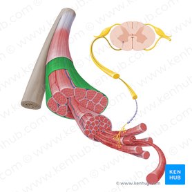 Musculoskeletal system: Anatomy and functions | Kenhub
