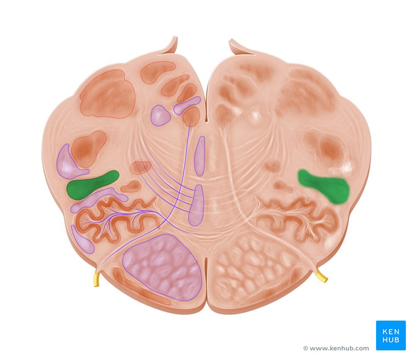 Formación reticular: Anatomía y correlaciones clínicas | Kenhub
