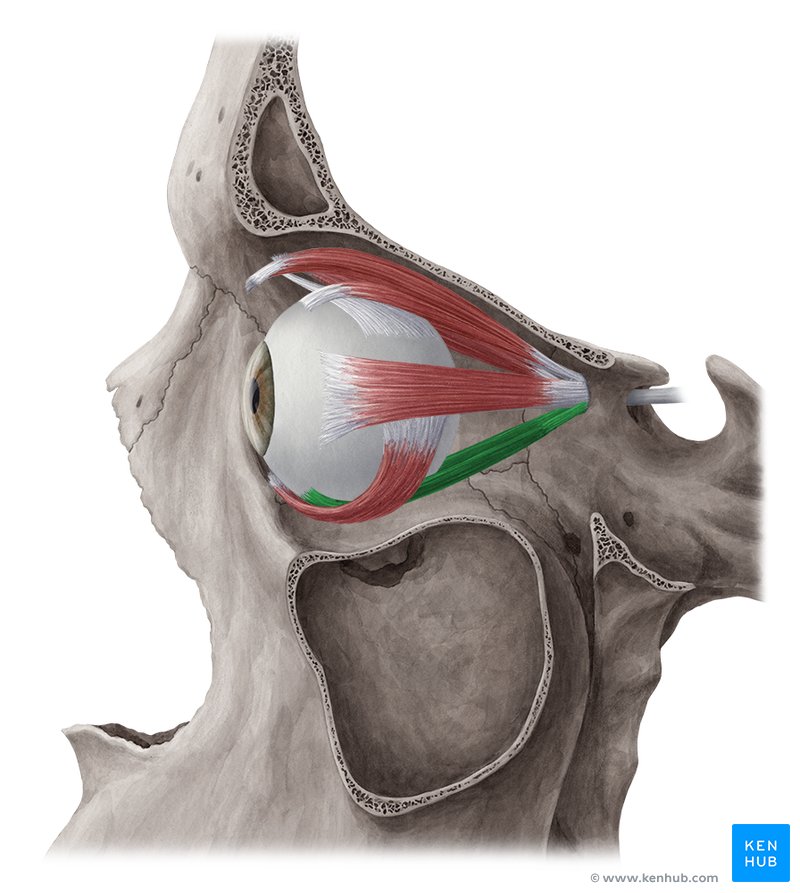 Inferior rectus: Origin, insertion, innervation, action | Kenhub