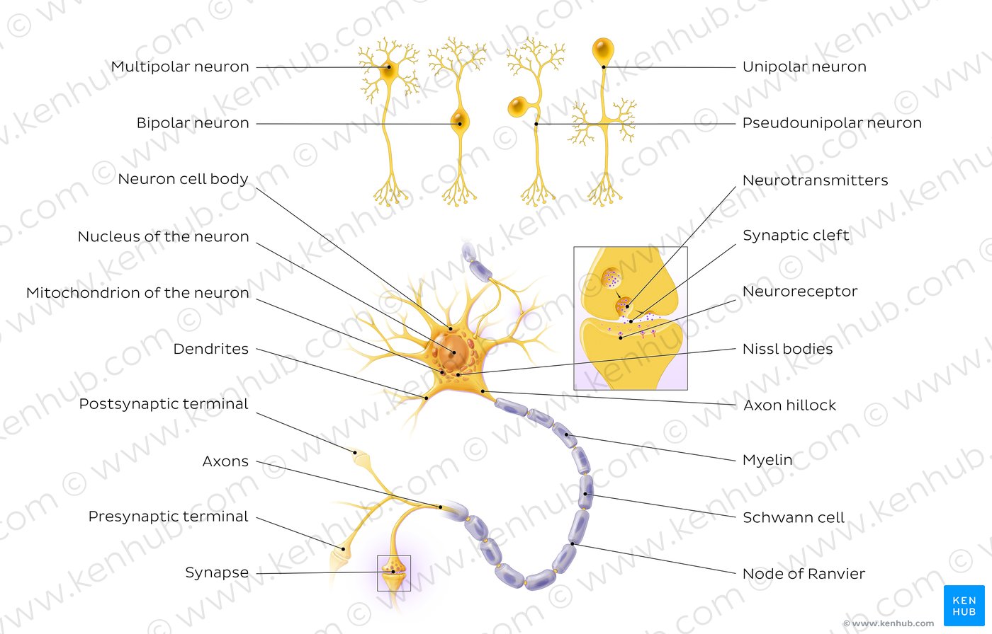 Nervous System Structure Function And Diagram Kenhub