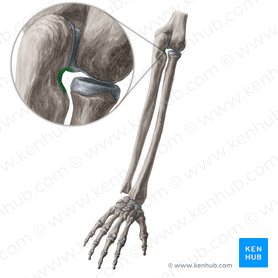 Ulna (Elle) - Anatomie, Aufbau, Gelenke, Bänder & Klinik | Kenhub