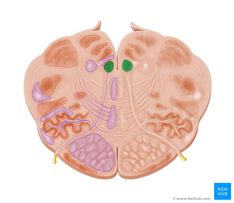Medulla oblongata: Anatomy and clinical aspects | Kenhub