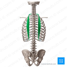 Iliocostalis: Origin, insertion, innervation, function | Kenhub