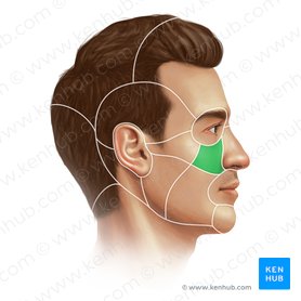 Human face: anatomy, structure and function | Kenhub