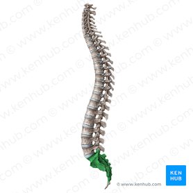Vertebral column: Anatomy, curvature and movements | Kenhub
