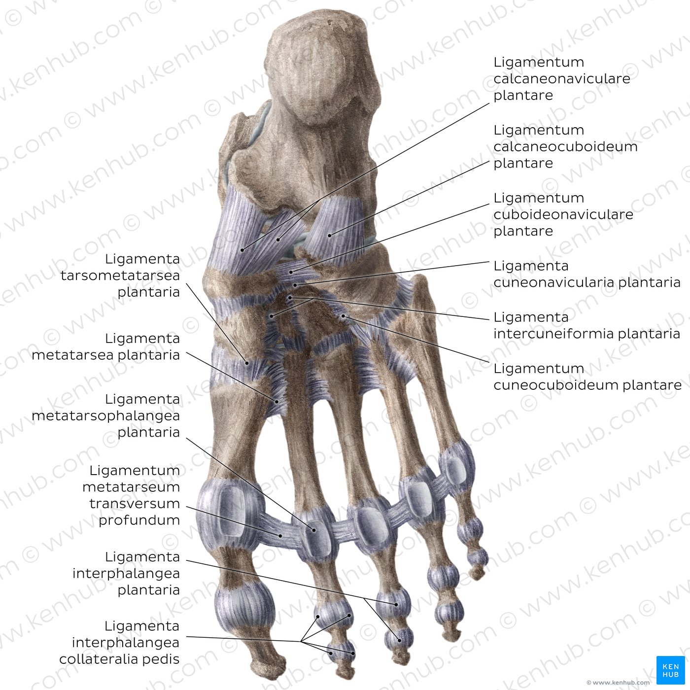 Fußwurzelgelenke: Anatomie, Aufbau, Mechanik und Klinik | Kenhub