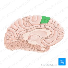 Brodmann areas: Anatomy and functions | Kenhub