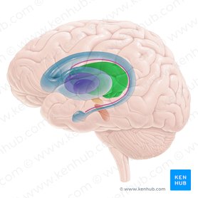 Thalamus: Anatomy, nuclei, function | Kenhub