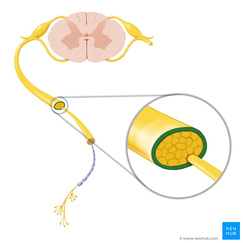 Epineurium: structure and function | Kenhub