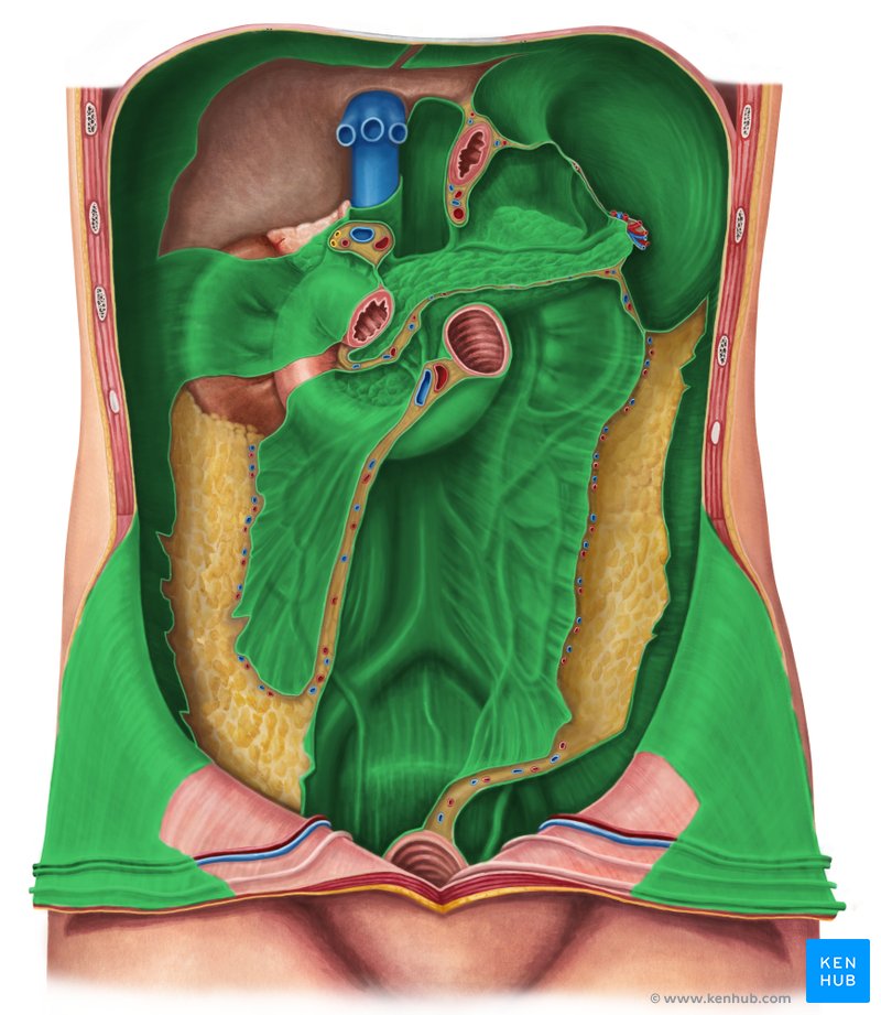 Peritoneum parietale: Anatomie und Funktion | Kenhub