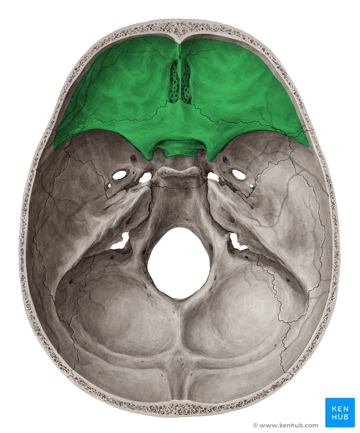 superior-view-of-the-base-of-the-skull-anatomy-kenhub