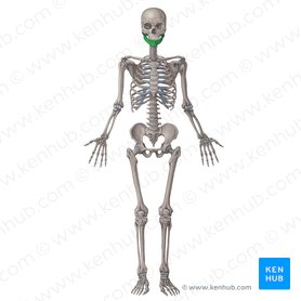 Mandíbula - Anatomia, estruturas e fraturas | Kenhub