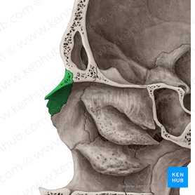 Lateral wall of the nasal cavity: Anatomy and diagrams | Kenhub