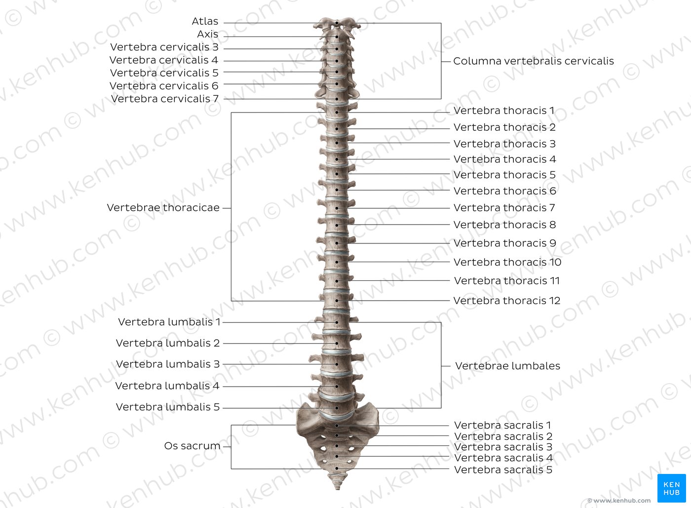 Lendenwirbelsäule (LWS) - Anatomie, Aufbau und Gelenke | Kenhub