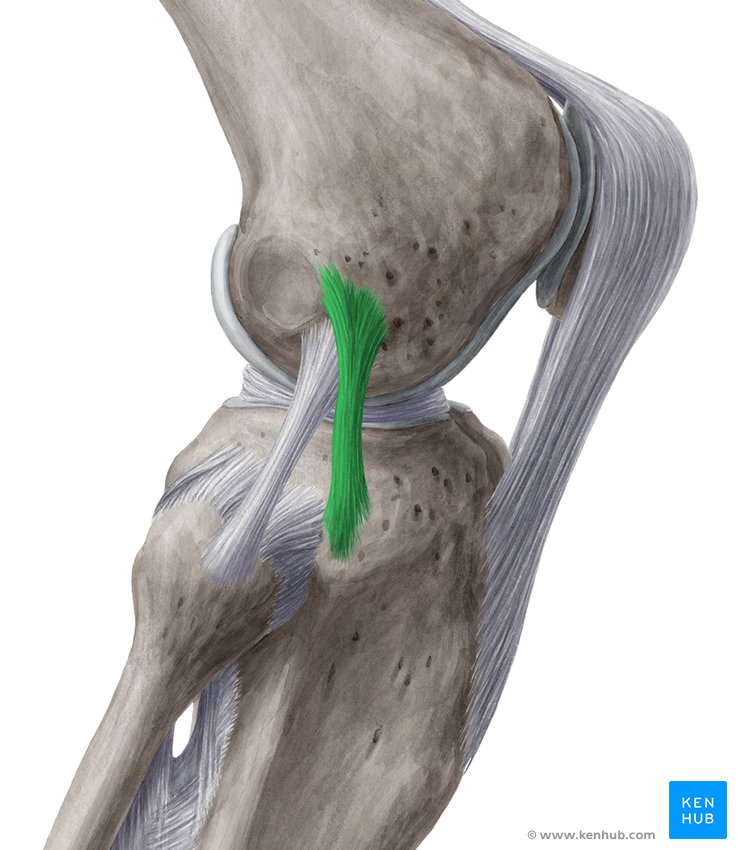 Anterolateral ligament: Newly described ligament | Kenhub
