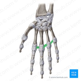 Metacarpophalangeal (MCP) joints: Bones and ligaments | Kenhub