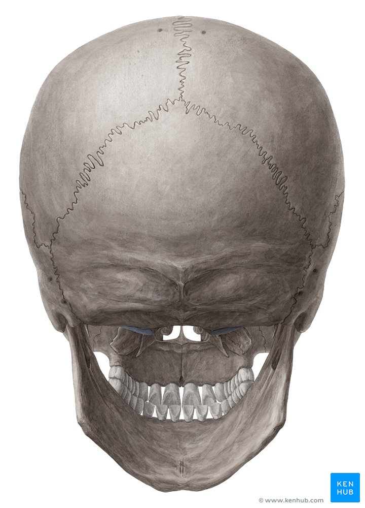 Posterior and lateral views of the skull: Anatomy | Kenhub