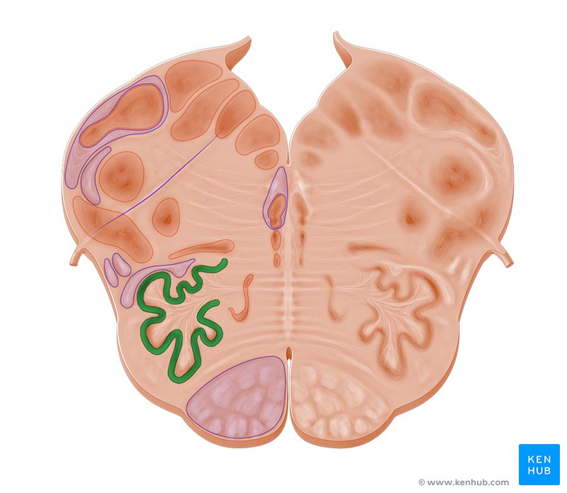 Medulla oblongata: Anatomy and clinical aspects | Kenhub