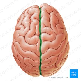 Falx cerebri: Anatomy, function and clinical relations | Kenhub
