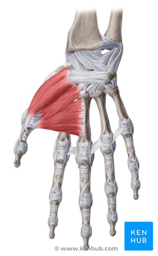 Thenarmuskulatur: Anatomie, Funktion, Klinischer Test | Kenhub