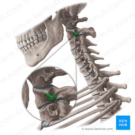 Anatomical structure of the axis (C2) | Kenhub